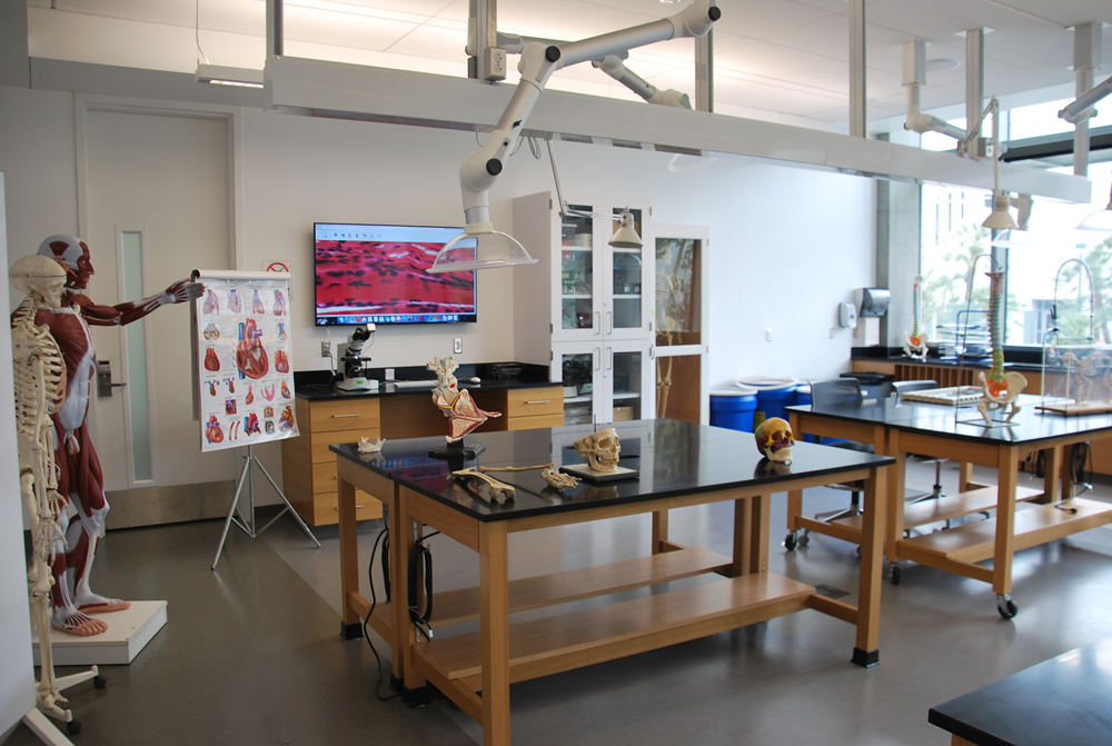 Anatomy And Physiology Lab Loyola Marymount University